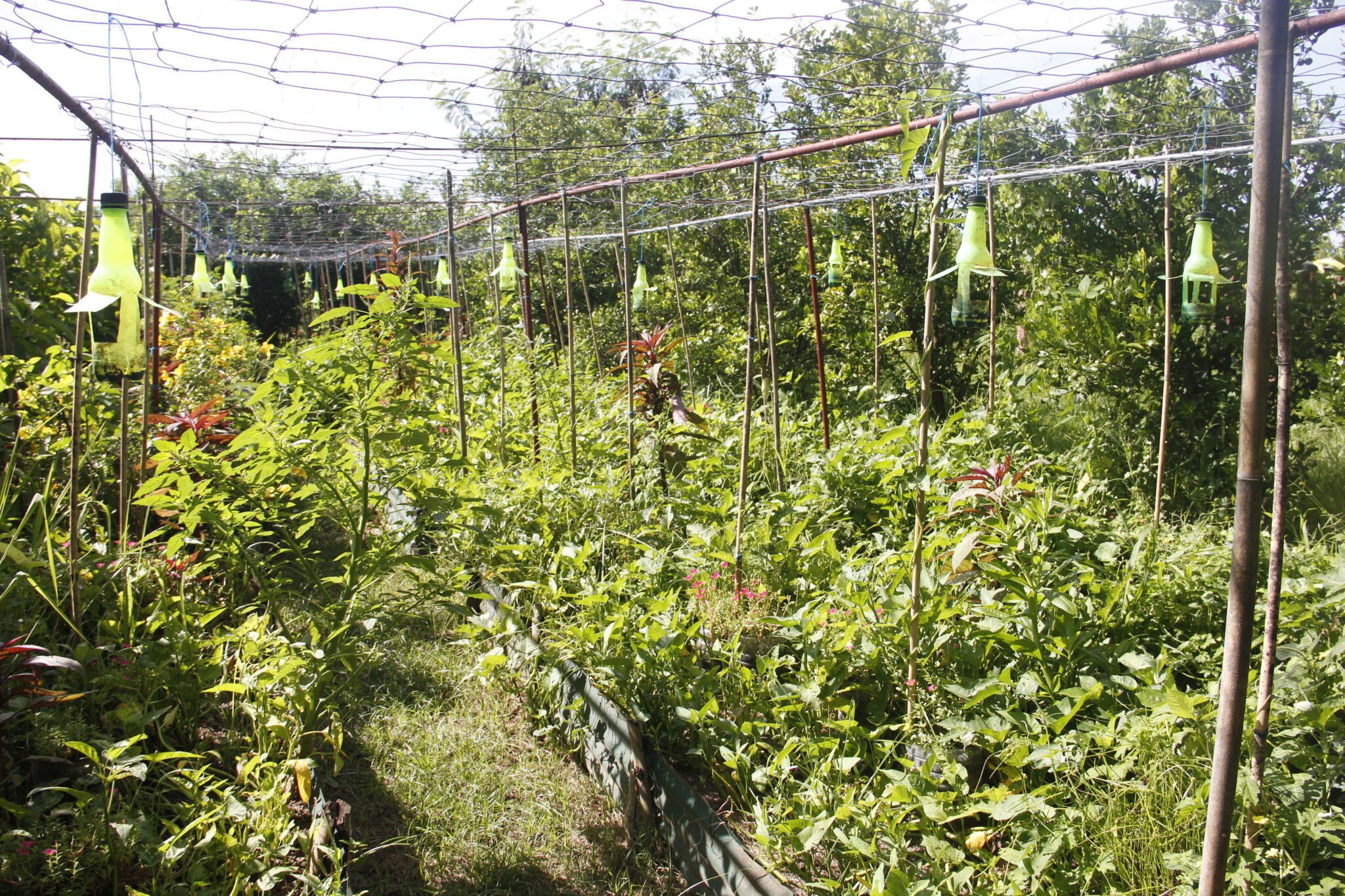 Our Farm Republic - See Pangasinan