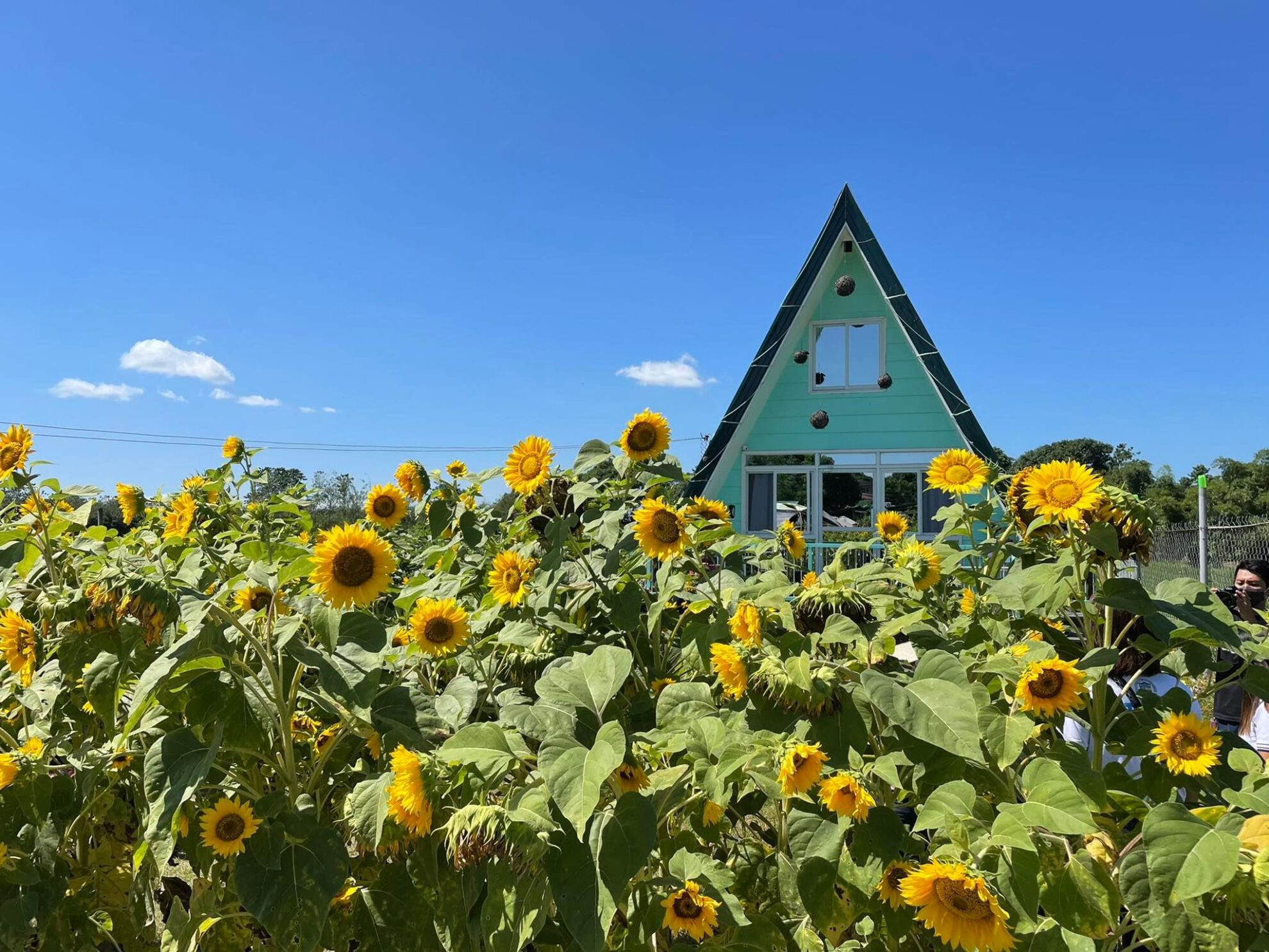 Baba's Eco Farm - See Pangasinan
