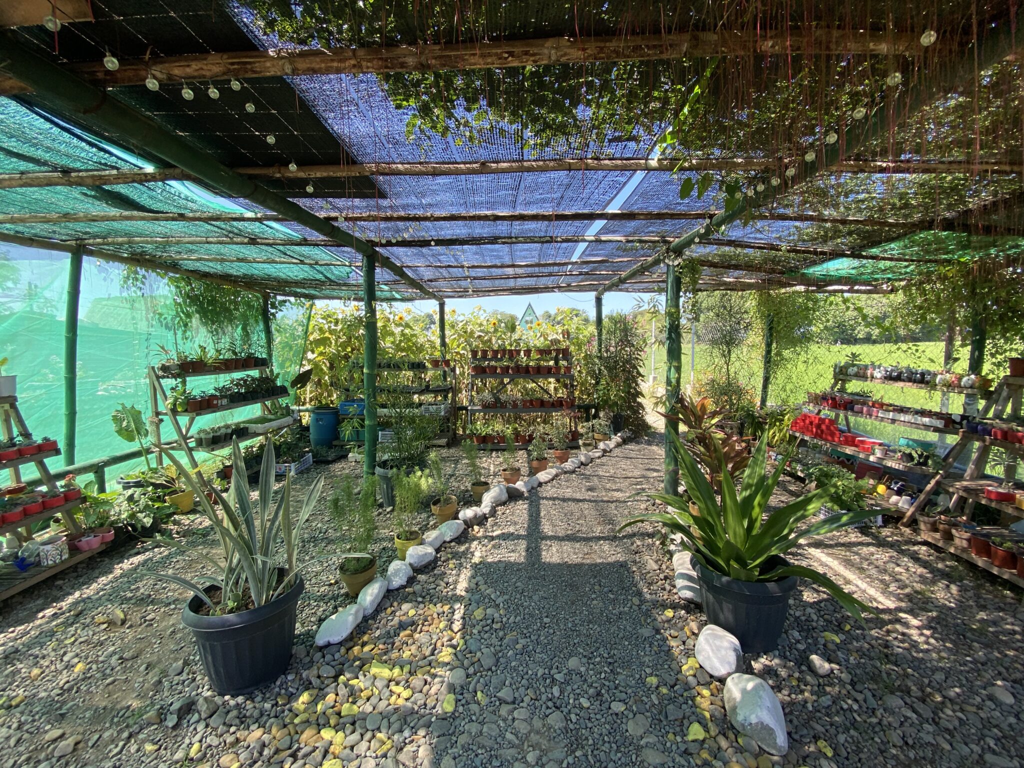 Baba's Eco Farm - See Pangasinan