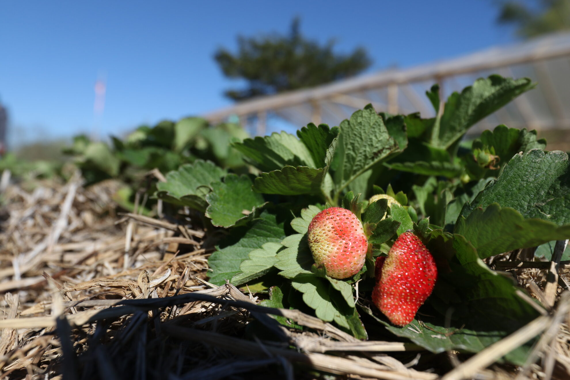 R.Rebs Integrated Eco Farm - See Pangasinan